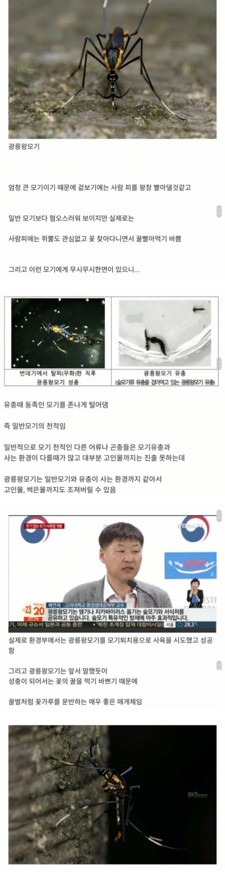 한국에 서식하는 모기
