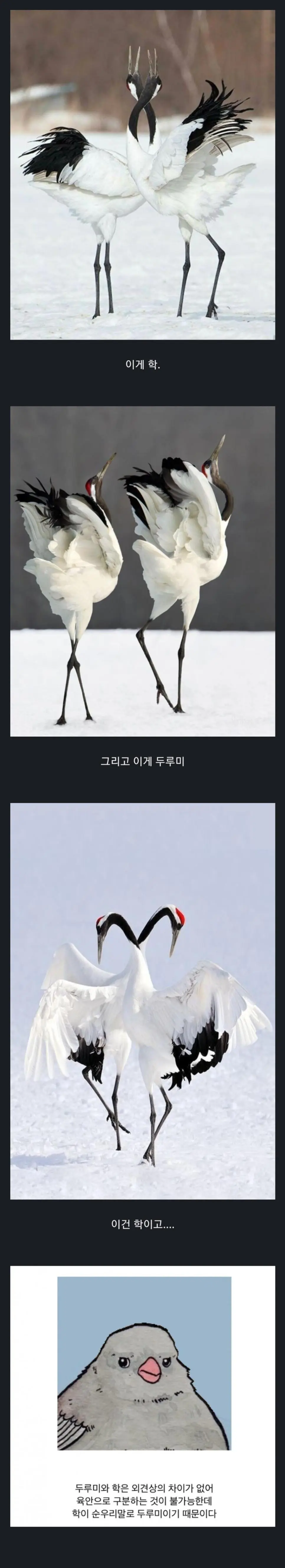 청년의꿈 - 학과 두루미를 구분하는 방법