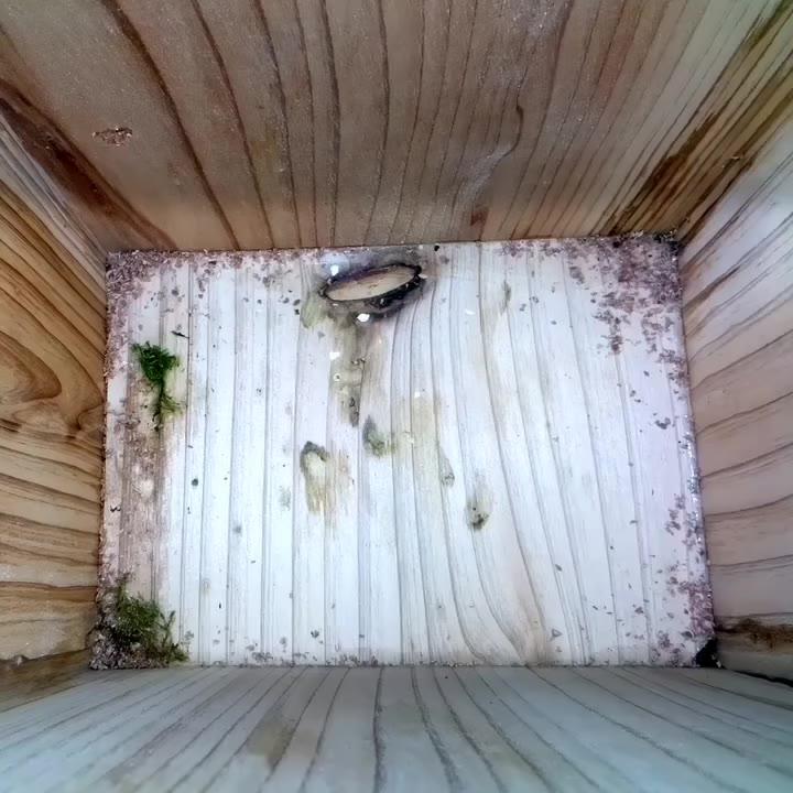 새의 둥지 만들기부터 아기새 독립까지.mp4